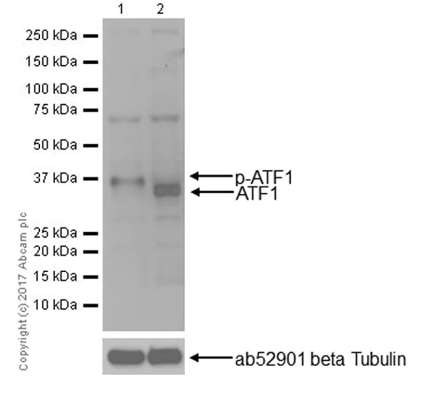 Anti-ATF1 antibody [EPR17028] (ab181569) | Abcam