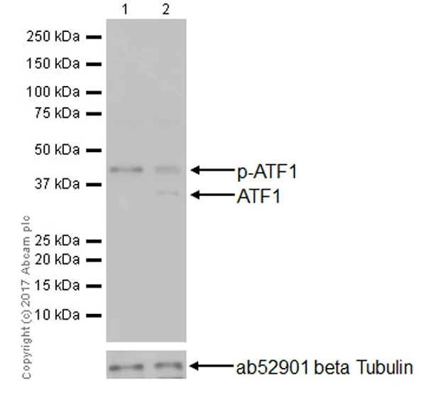 Anti-ATF1 antibody [EPR17028] (ab181569) | Abcam