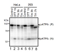 Anti-ATF6 antibody [1-7] (ab122897) | Abcam