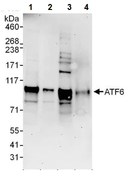 Anti-ATF6 antibody (ab245359) | Abcam