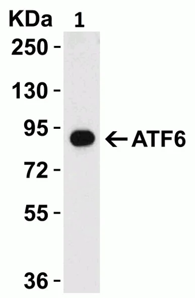 Anti-ATF6 antibody (ab37149) | Abcam