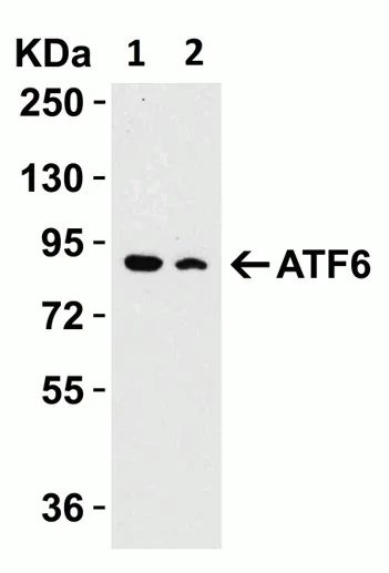 Anti-ATF6 antibody (ab37149) | Abcam