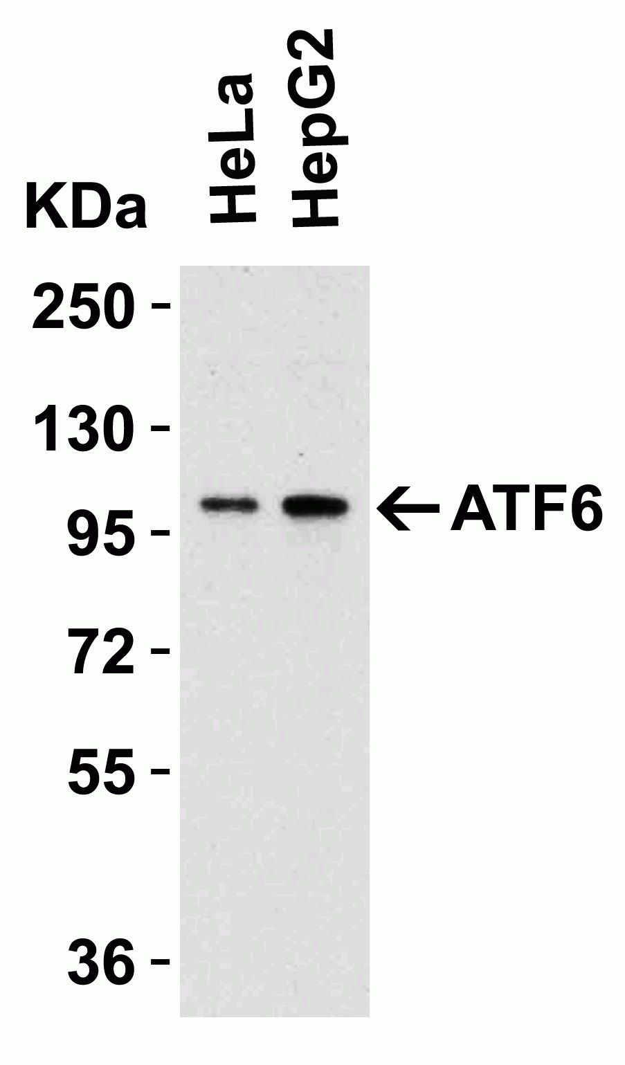 Anti-ATF6 antibody (ab37149) | Abcam