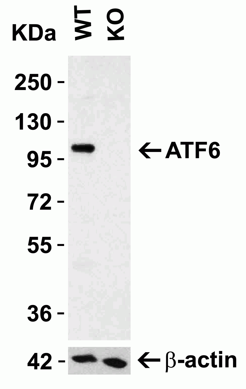 Anti-ATF6 antibody (ab37149) | Abcam