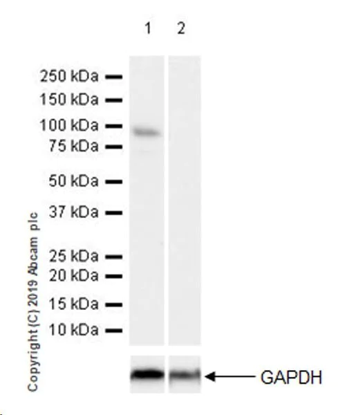 Anti-ATF6 antibody [EPR22690-84] - ChIP Grade (ab227830) | Abcam