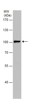 Anti-ATG9A antibody - C-terminal (ab229334) | Abcam