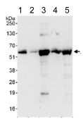 Anti-ATL3 antibody (ab117819) | Abcam