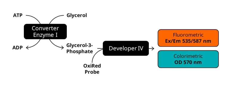 ATP检测试剂盒 (Colorimetric/Fluorometric) (ab83355)| Abcam中文官网