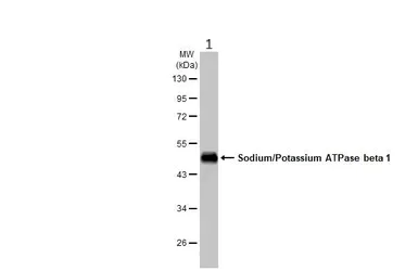 Anti-ATP1B1 antibody (ab96292) | Abcam