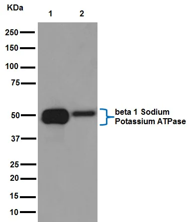 Anti-ATP1B1 antibody [EPR12195] - BSA and Azide free (ab251176) | Abcam