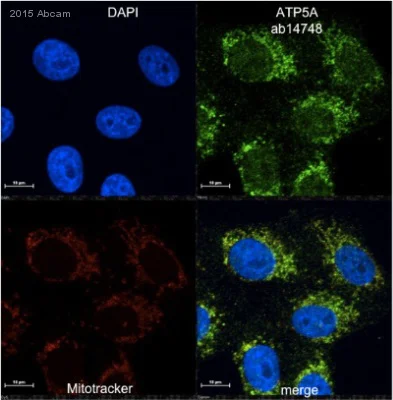 ATP5A抗体[15H4C4] - Mitochondrial Marker (ab14748)| Abcam中文官网