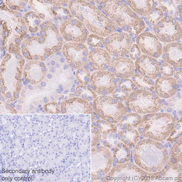 ATP5A抗体[EPR13030(B)] - BSA and Azide free (ab231692)| Abcam中文官网