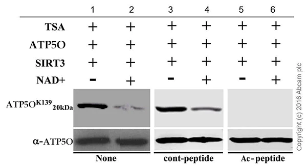 Anti-ATP5O (acetyl K139) antibody [NCI-R155-13] - BSA and Azide free ...