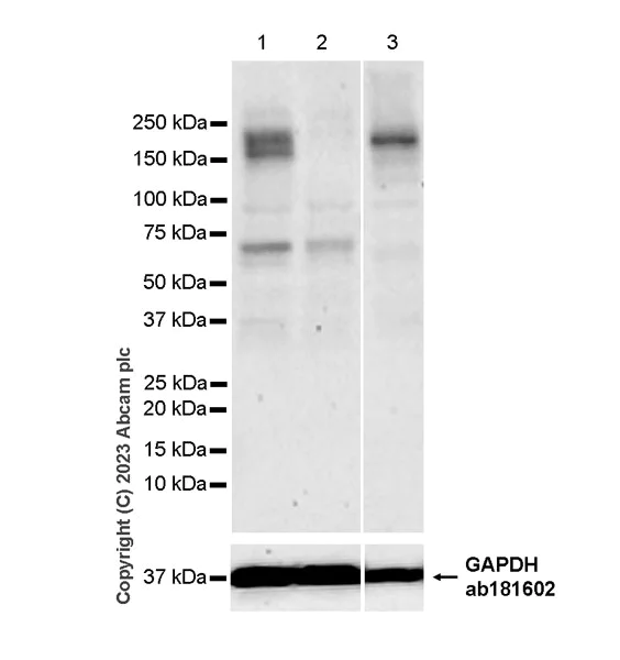 Anti-ATP7A antibody [EPR27493-139] - BSA and Azide free (ab308525) | Abcam