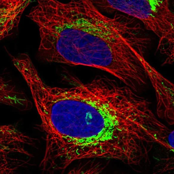 ATPase Inhibitory Factor 1/IF1抗体 (ab223779)| Abcam中文官网
