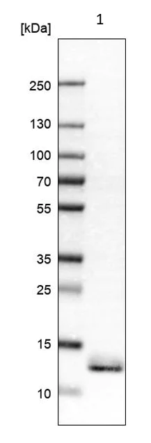 Anti-ATPase Inhibitory Factor 1/IF1 antibody (ab223779) | Abcam