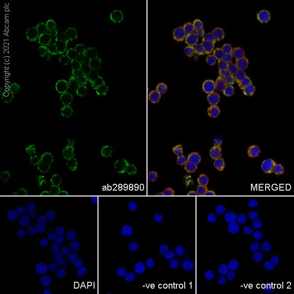 Anti-ATPB antibody [10/ATP] - BSA and Azide free (ab289897) | Abcam