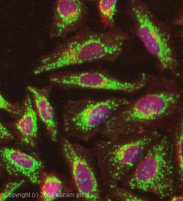 Anti-ATPB antibody [4.3E8.D10] - Mitochondrial Marker (ab5432) | Abcam