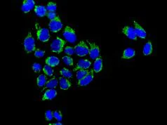 Anti-ATPB antibody [EPR11990] - Mitochondrial Marker (ab170947) | Abcam