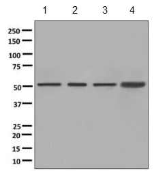 Anti-ATPB antibody [EPR11991] - Mitochondrial Marker (ab170948) | Abcam