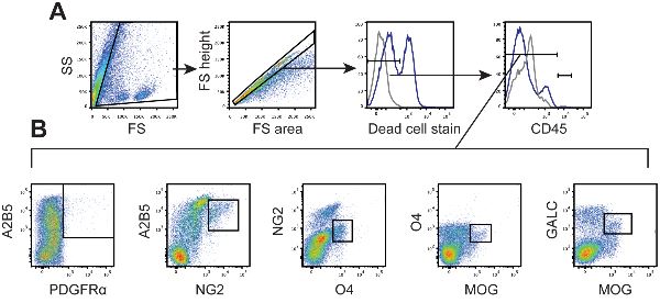 ATTO 488 Conjugation kit | Easy ATTO 488 Labelling (ab269896 ...