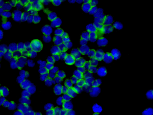 BAFF-R抗体 (ab5965)| Abcam中文官网