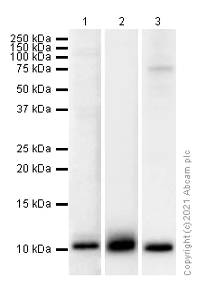 Anti-BANF1/BAF antibody [EPR7669] (ab129074) | Abcam