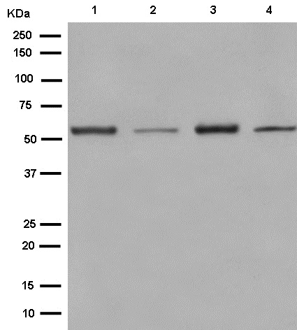 Anti-BAT5 antibody [EPR15463] - C-terminal (ab185549) | Abcam