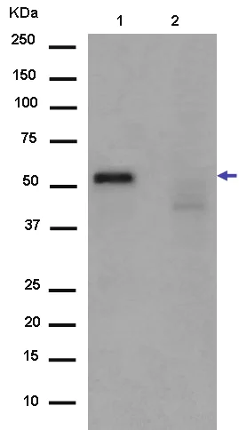 Anti-BAT5 antibody [EPR15463] - C-terminal (ab185549) | Abcam
