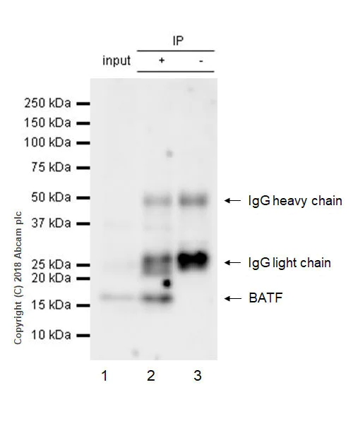 Anti-BATF antibody [EPR21911-55] (ab236876) | Abcam