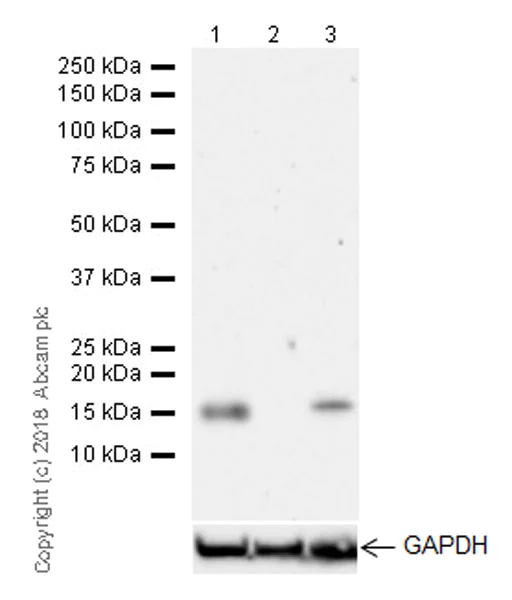 BATF抗体[EPR21911-55] (ab236876)| Abcam中文官网