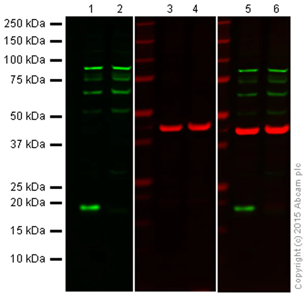 Anti-Bax antibody (ab104156) | Abcam