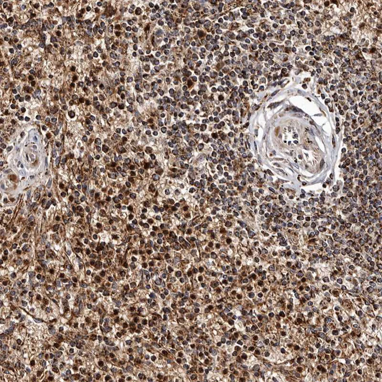 Anti-Bax antibody (ab262929) | Abcam