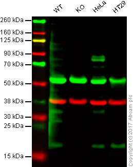 Anti-Bax antibody [EPR18283] KO tested (ab182733) | Abcam