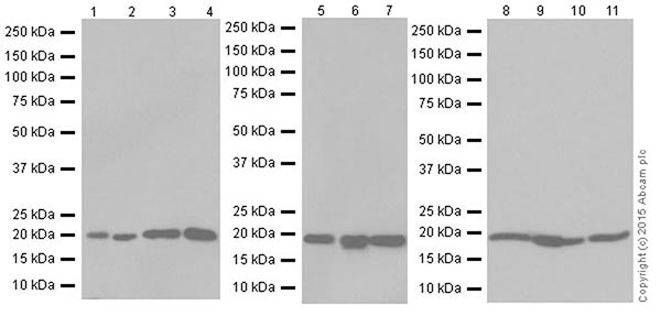 Anti-Bax antibody [EPR18283] KO tested (ab182733) | Abcam