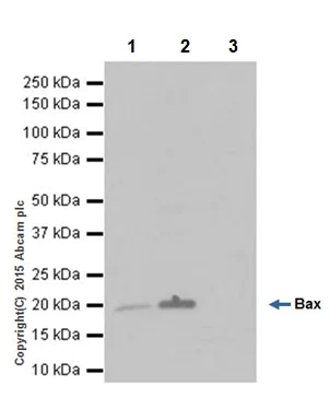 Bax抗体[EPR18283] - BSA and Azide free (ab232479)| Abcam中文官网