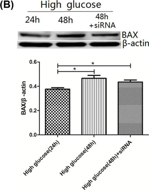 Anti-Bax antibody [EPR18284] (ab182734) | Abcam