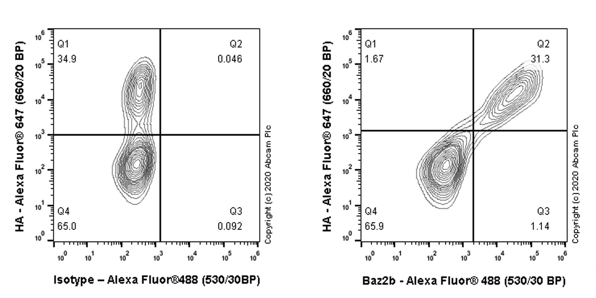 Anti-BAZ2B antibody [EPR20909-88] (ab234420) | Abcam