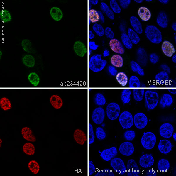 Anti-BAZ2B antibody [EPR20909-88] (ab234420) | Abcam