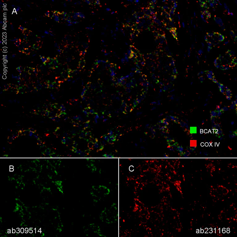 Anti-BCAT2 antibody [EPR27488-91] - BSA and Azide free (ab309515) | Abcam