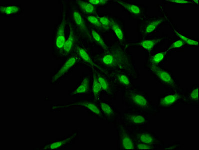 Anti-BCG1 antibody (ab236592) | Abcam