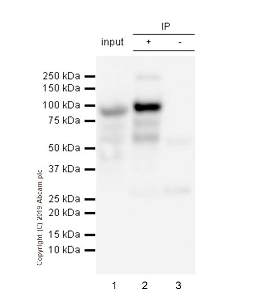 Anti-Bcl6 antibody [GI191E] (ab241549) | Abcam