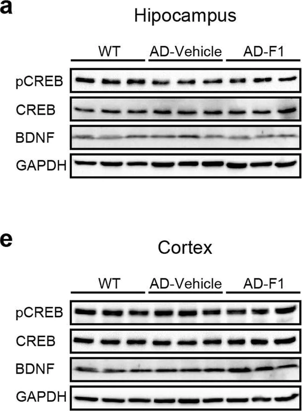 Anti-BDNF antibody (ab226843) | Abcam