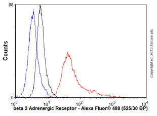 Anti-beta 2 Adrenergic Receptor antibody [6H8] (ab125150) | Abcam