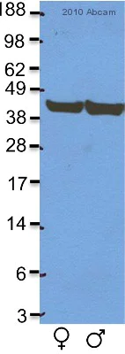 Anti-beta actin antibody [mAbcam 8224] - loading control (ab8224) | Abcam