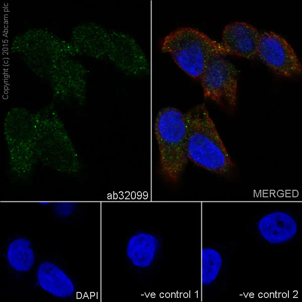 Anti-beta Arrestin 1 antibody [E274] Rabbit monoclonal (ab32099) | Abcam