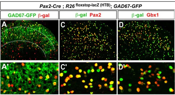 Anti-beta galactosidase antibody - chicken polyclonal (ab9361) | Abcam