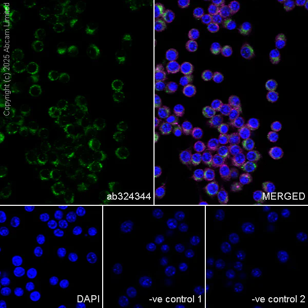 Anti-beta glucuronidase (GUSB) antibody [EPR30359-525] (ab324344) | Abcam