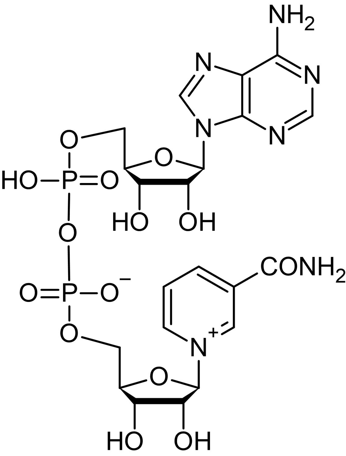 beta-Nicotinamide adenine dinucleotide (beta-NAD), P2Y11 agonist. (CAS ...