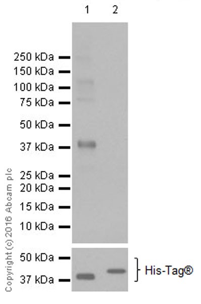 Anti-BHMT antibody [EPR20076] (ab207765) | Abcam